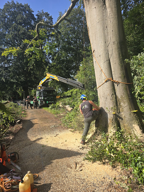 Home - Mr Tree Surgery